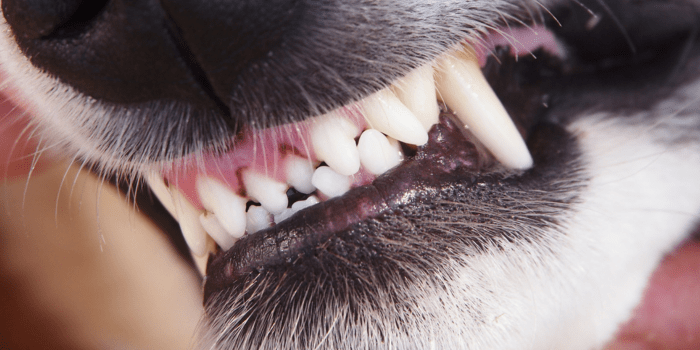Zęby u psa – jak prawidłowo o nie dbać? - Nasze-psy.pl