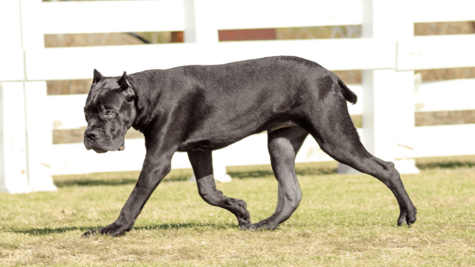 Cane corso italiano - spokojny i cichy pies dla rodzin z dziećmi ...