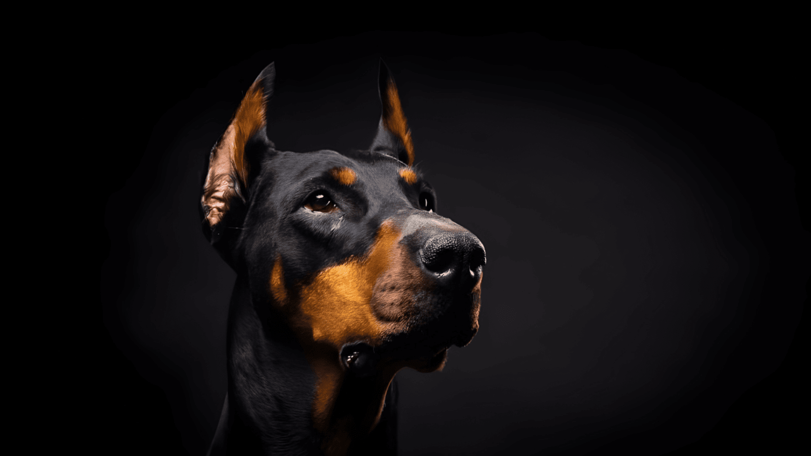 Doberman - pupil, którego... łatwo sprowokować? - Nasze-psy.pl