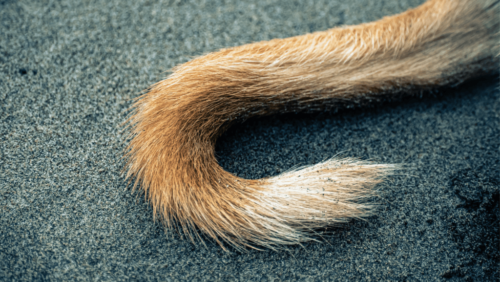 Ogon psa - jaką rolę pełni? - Nasze-psy.pl