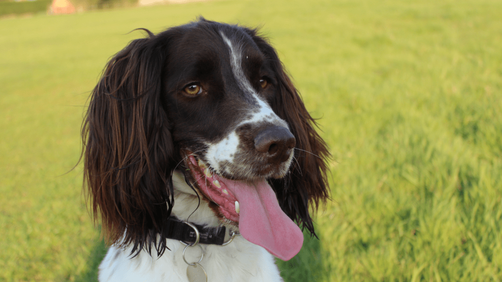 Springer spaniel angielski - żywiołowy, towarzyski i... największy ...